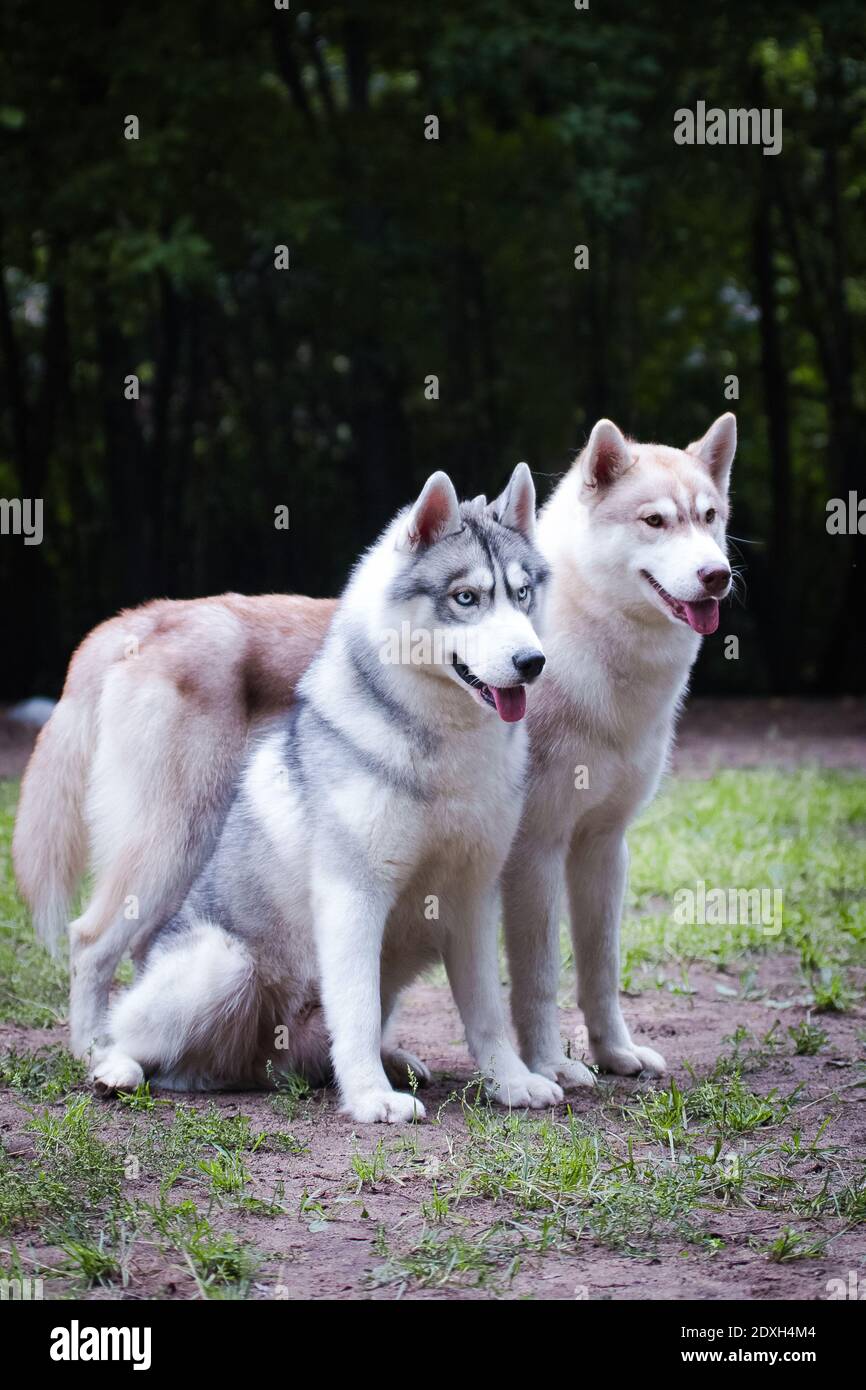 A pair of gray and red fluffy dog of the Siberian Husky breed in summer ...