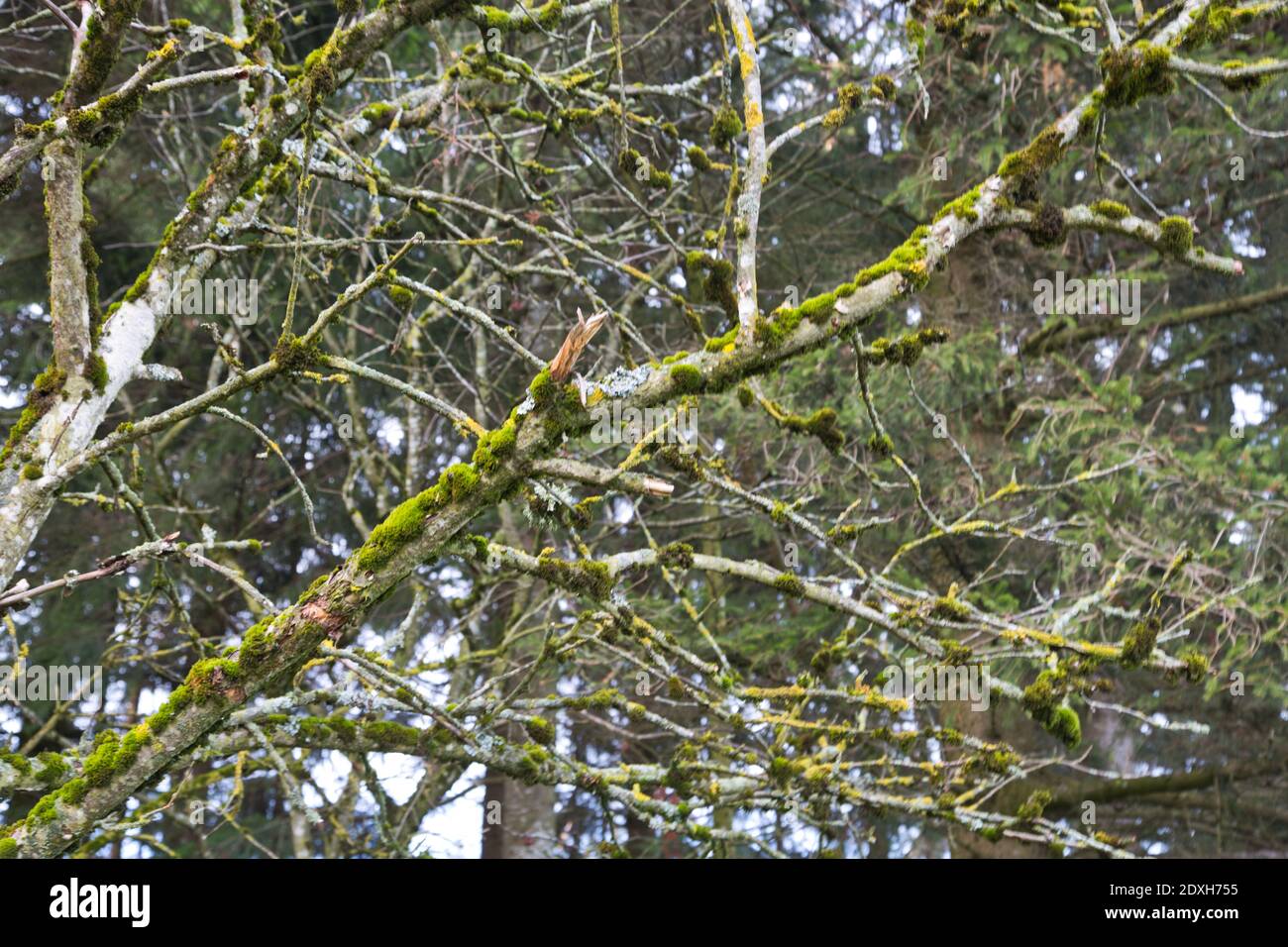 Infested branch hi-res stock photography and images - Alamy