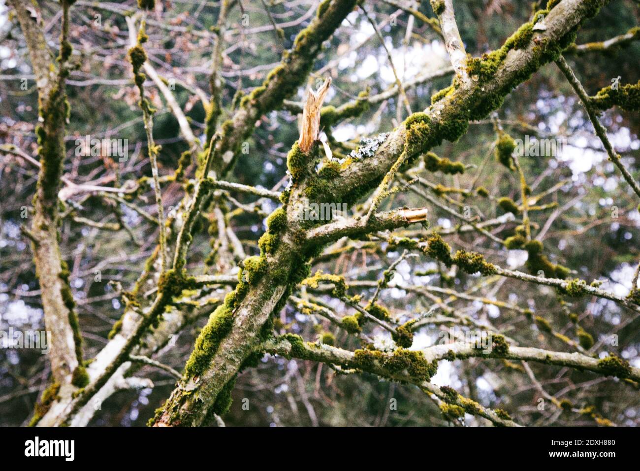 Moss infested hi-res stock photography and images - Alamy