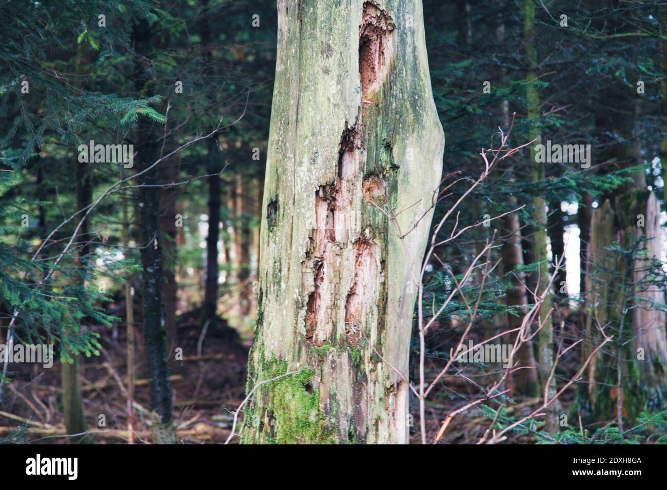 old rotten tree trunk Stock Photo - Alamy