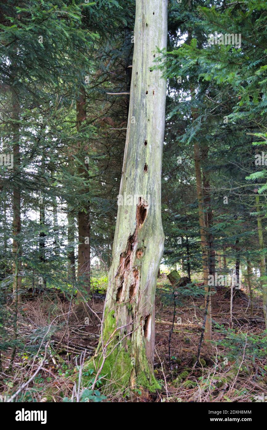 old rotten tree trunk Stock Photo - Alamy
