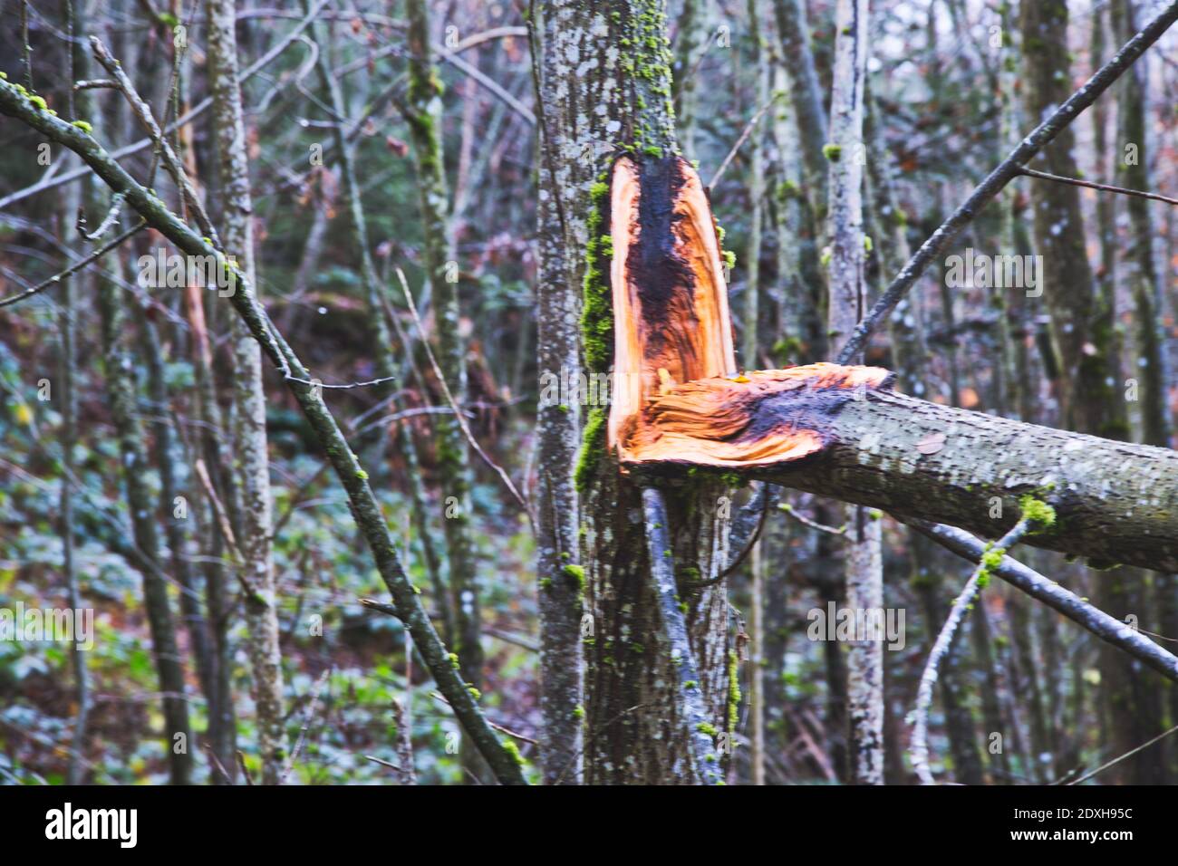 tree with broken branch Stock Photo - Alamy