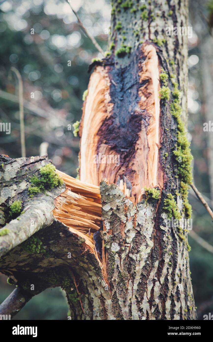 tree with broken branch Stock Photo - Alamy