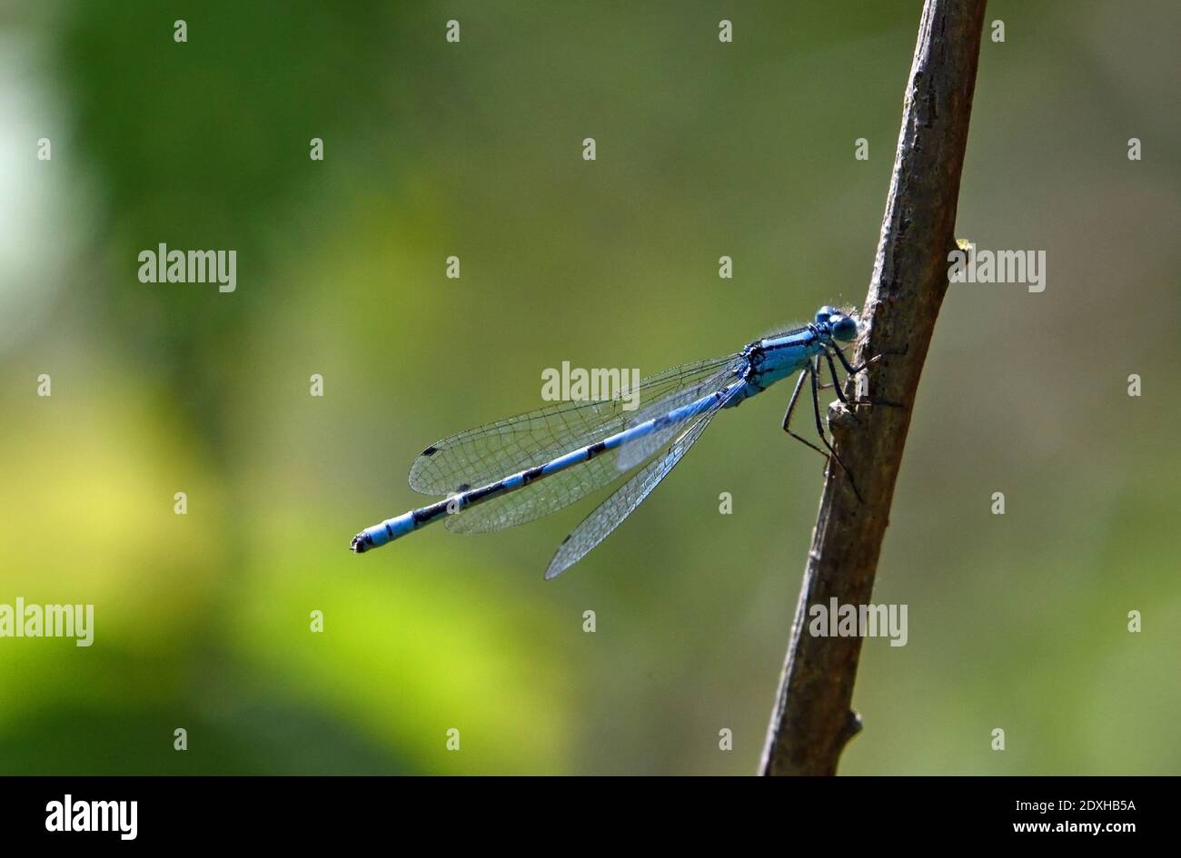 Blue darter hi-res stock photography and images - Alamy