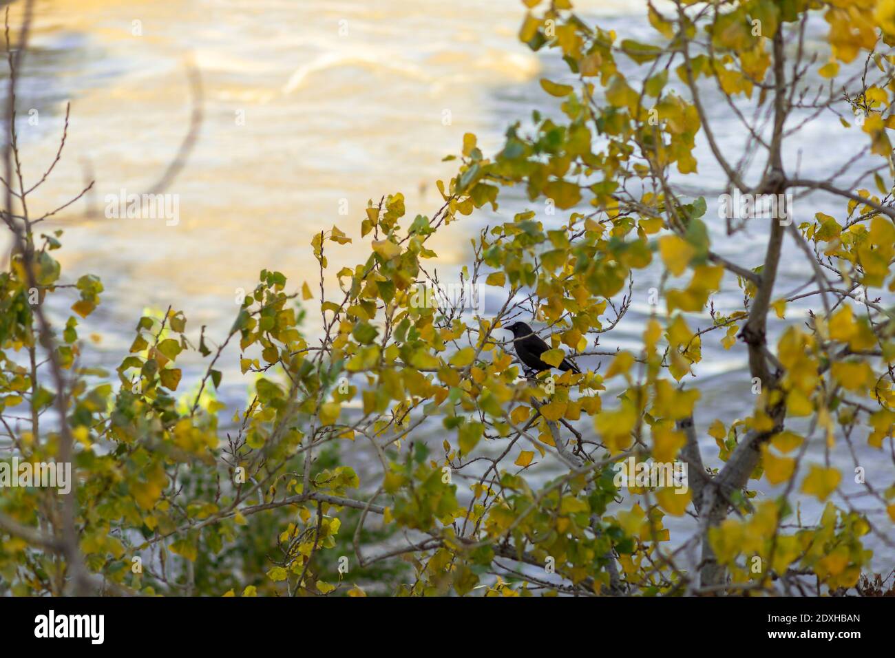 Watching between branches hi-res stock photography and images - Alamy