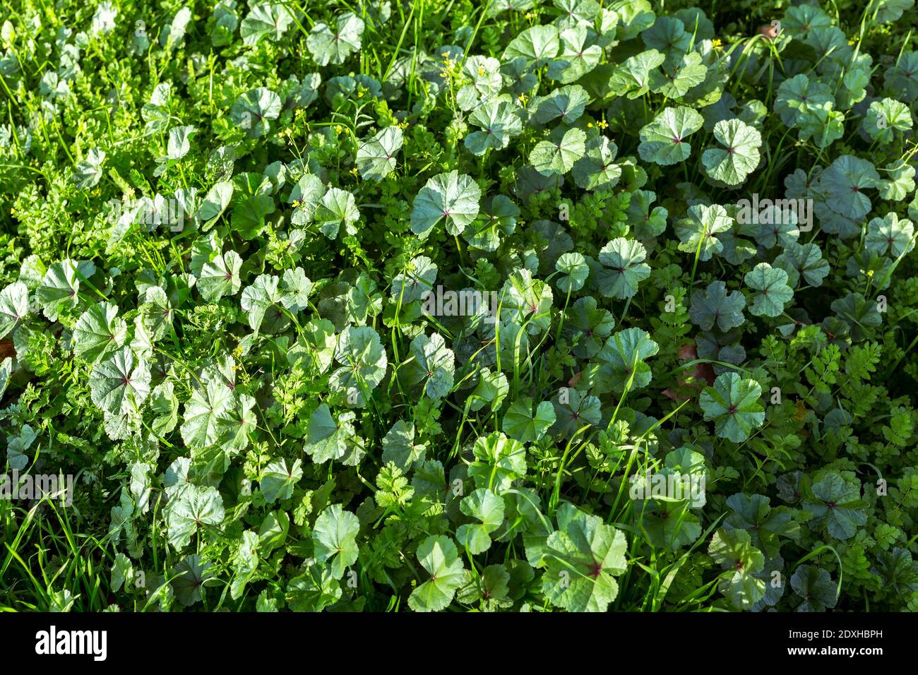 Green young leaves covering hi-res stock photography and images - Alamy