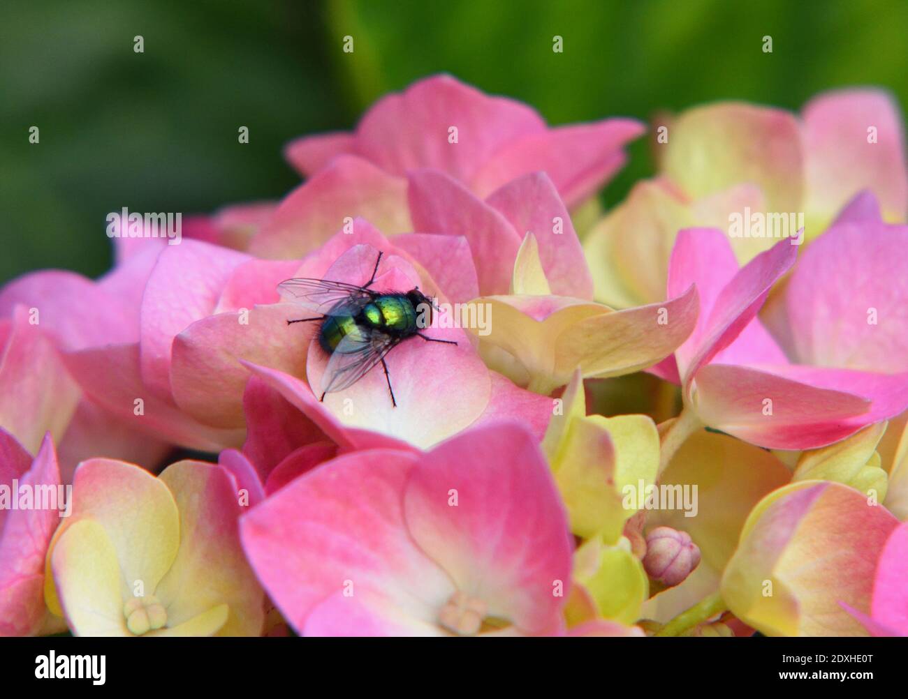 Common hydrangea hi-res stock photography and images - Alamy
