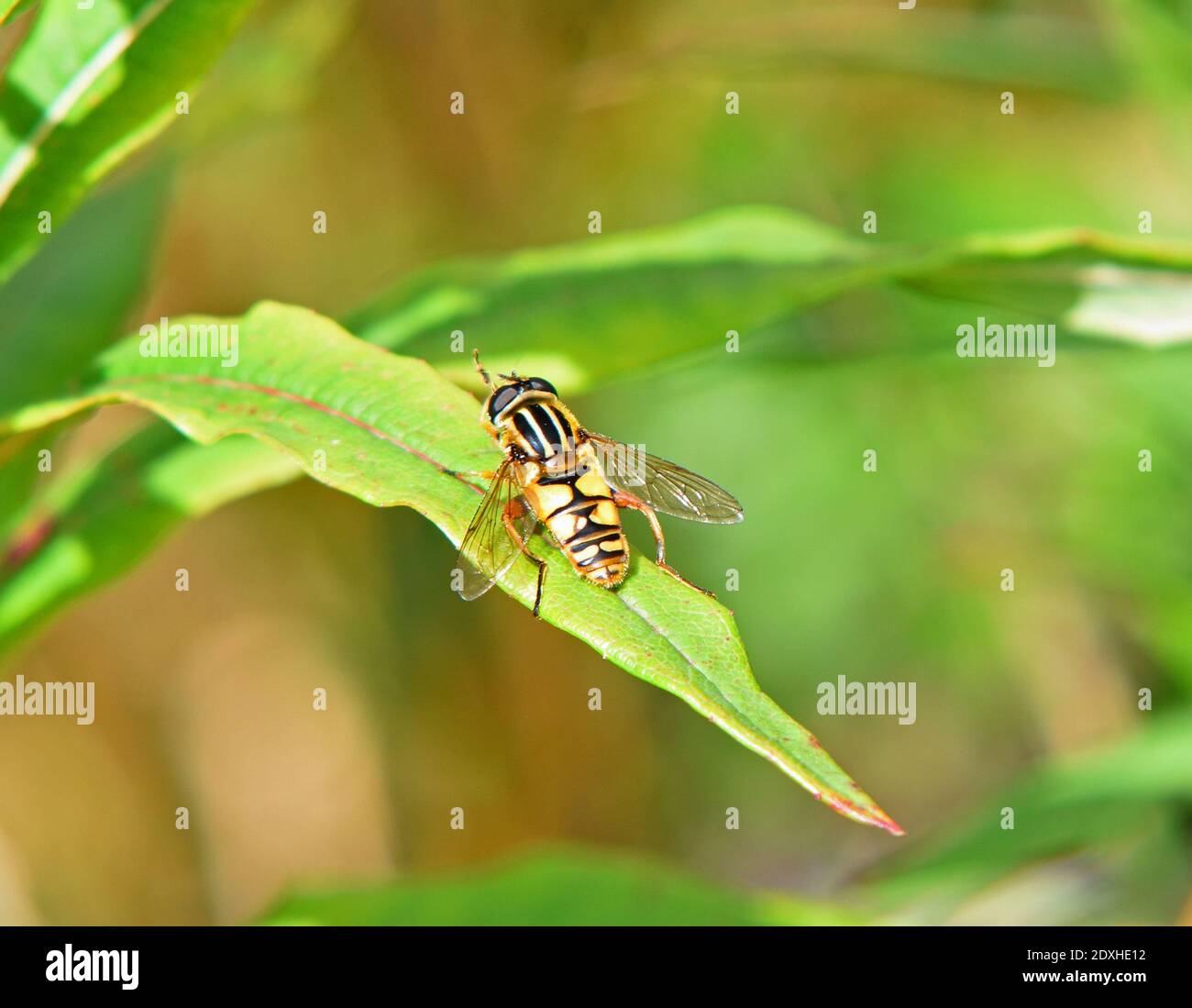 European hoverfly hover fly hi-res stock photography and images - Alamy