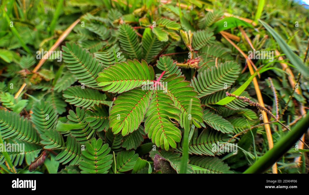 Green fern spiky leaves in hi-res stock photography and images - Alamy