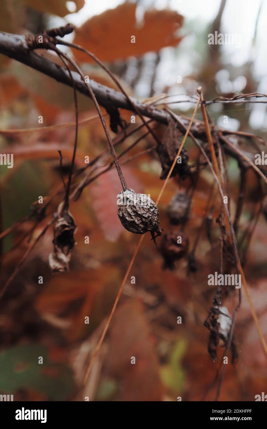 Dried berries twig hi-res stock photography and images - Alamy