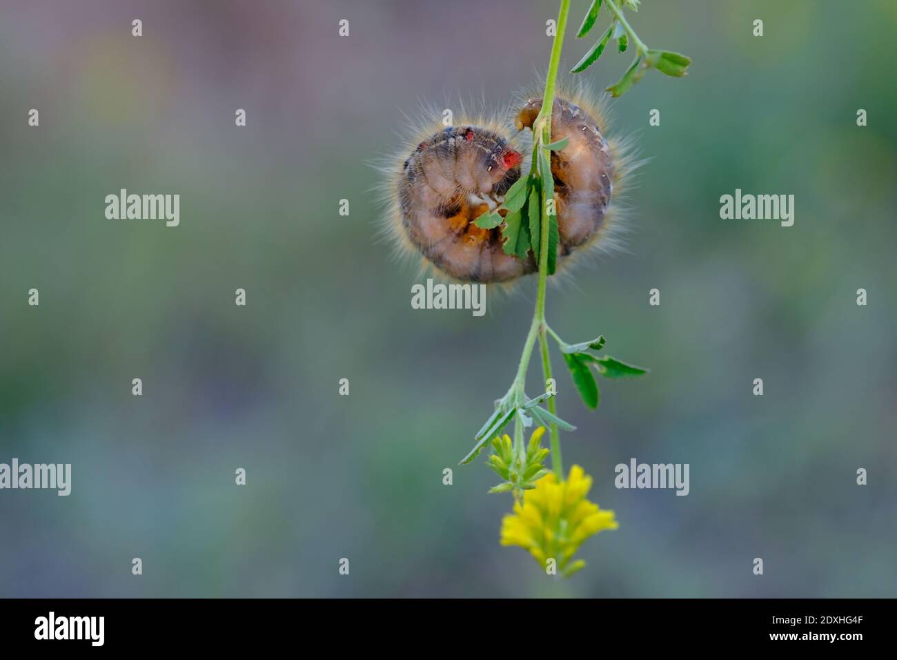 A caterpillar curled on a flower stem Stock Photo - Alamy