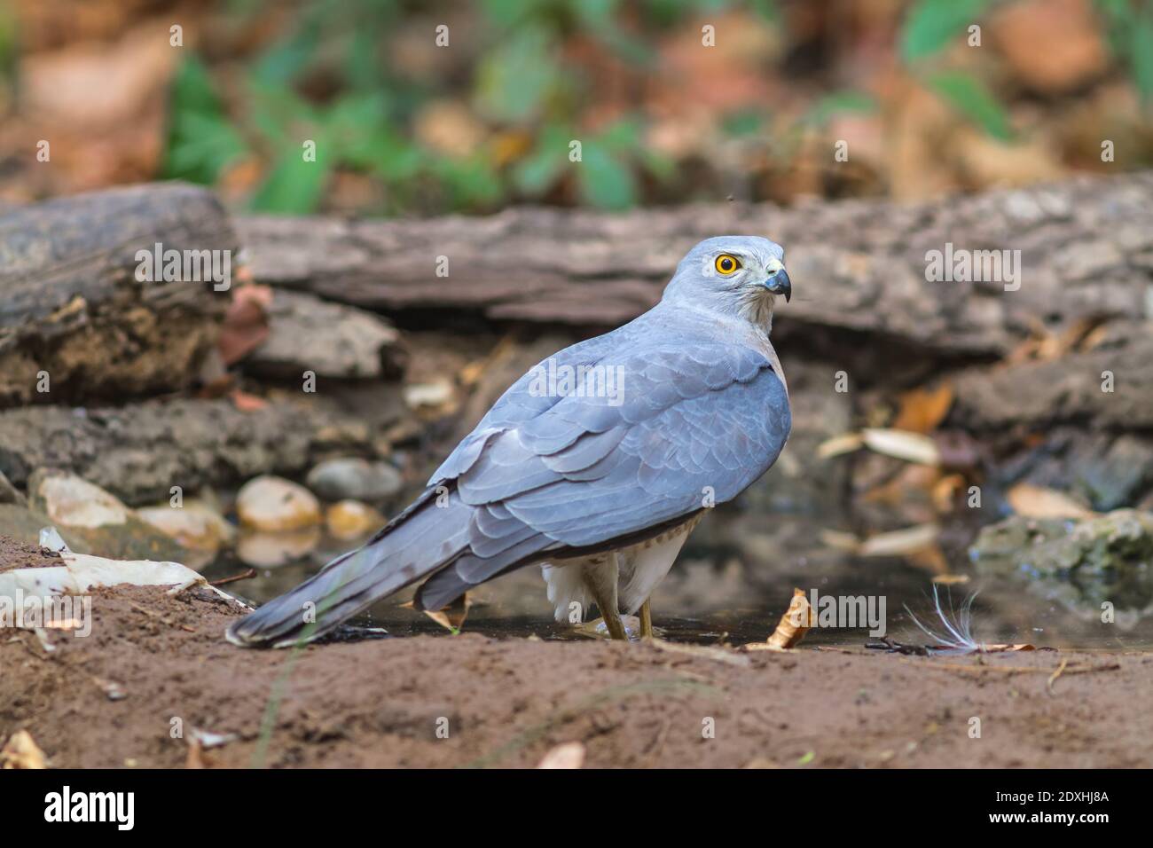 Beautiful bird Shikra ( Accipiter badius ) drink water on pond Stock ...