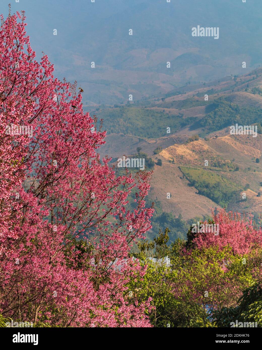 Himalayan mountains in springtime hi-res stock photography and images ...