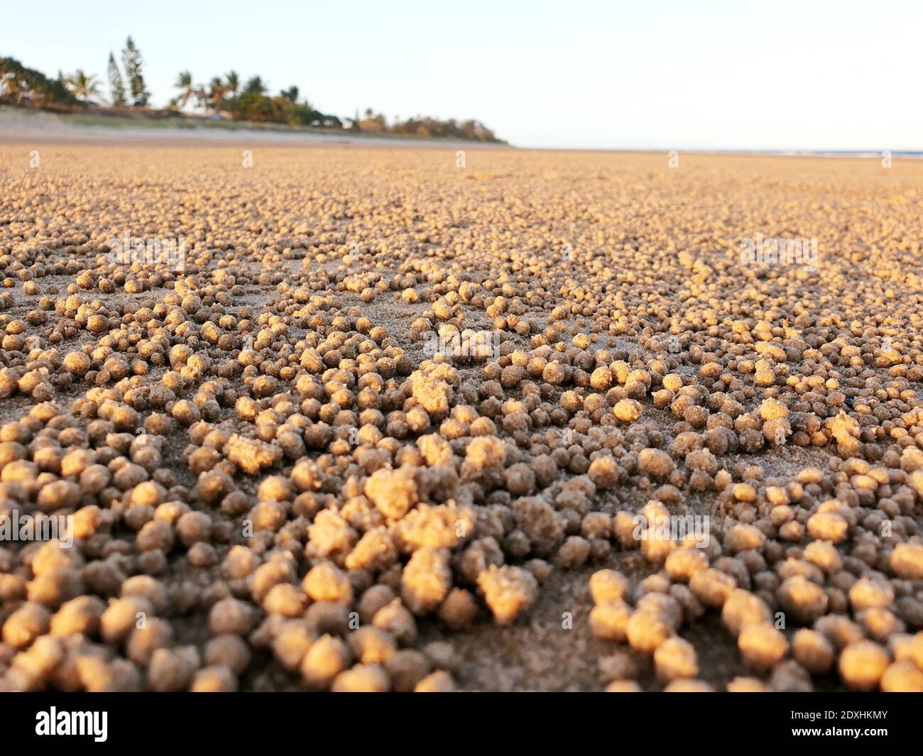 Australia crustacean hi-res stock photography and images - Alamy