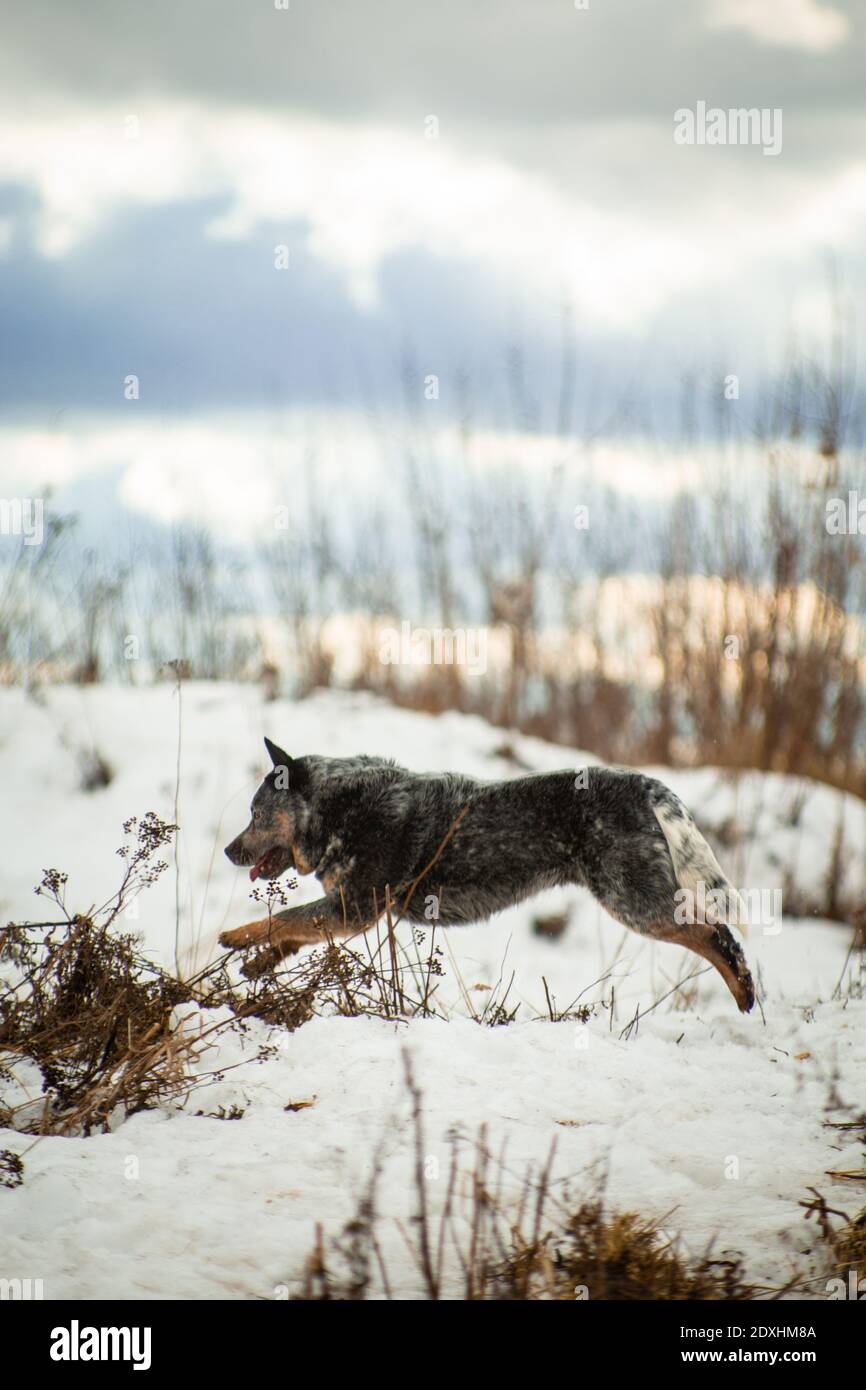 a large dog with a red and white speckled breed of Australian healer ...