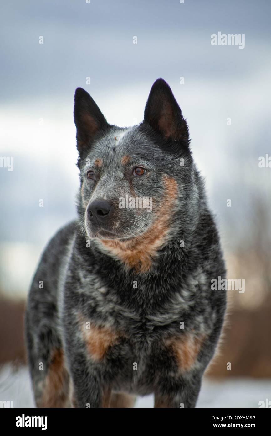 Portrait of a gray with red in white dots large dog breed Australian ...