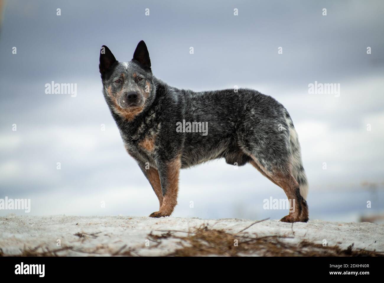 Australian healer gray and red and white speckled large dog standing on ...