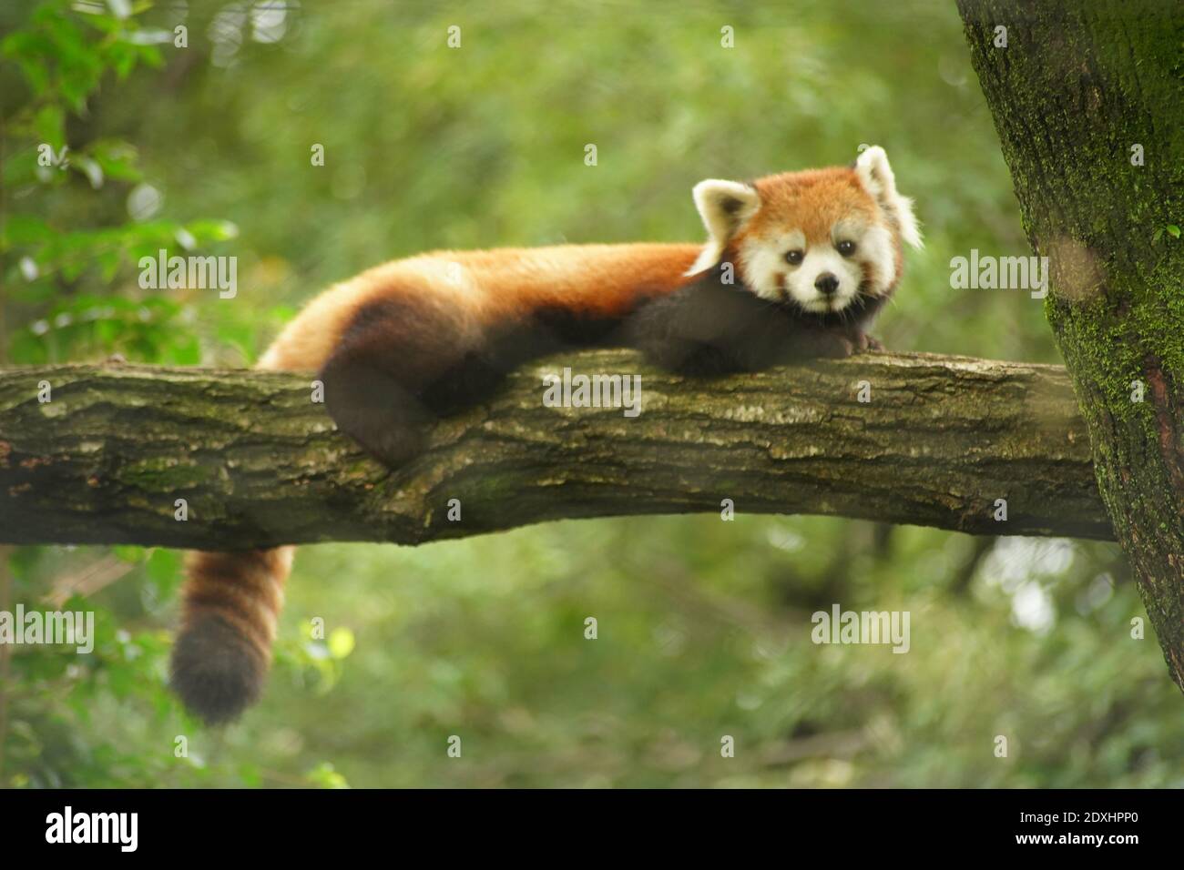 Panda sitting on tree hi-res stock photography and images - Alamy