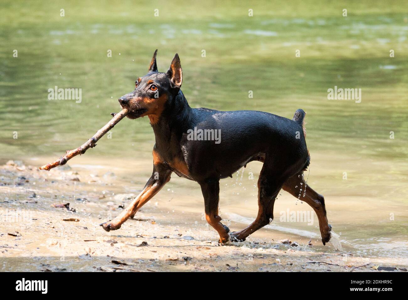 A black and red tan miniature pinscher dog quickly runs along the shore ...