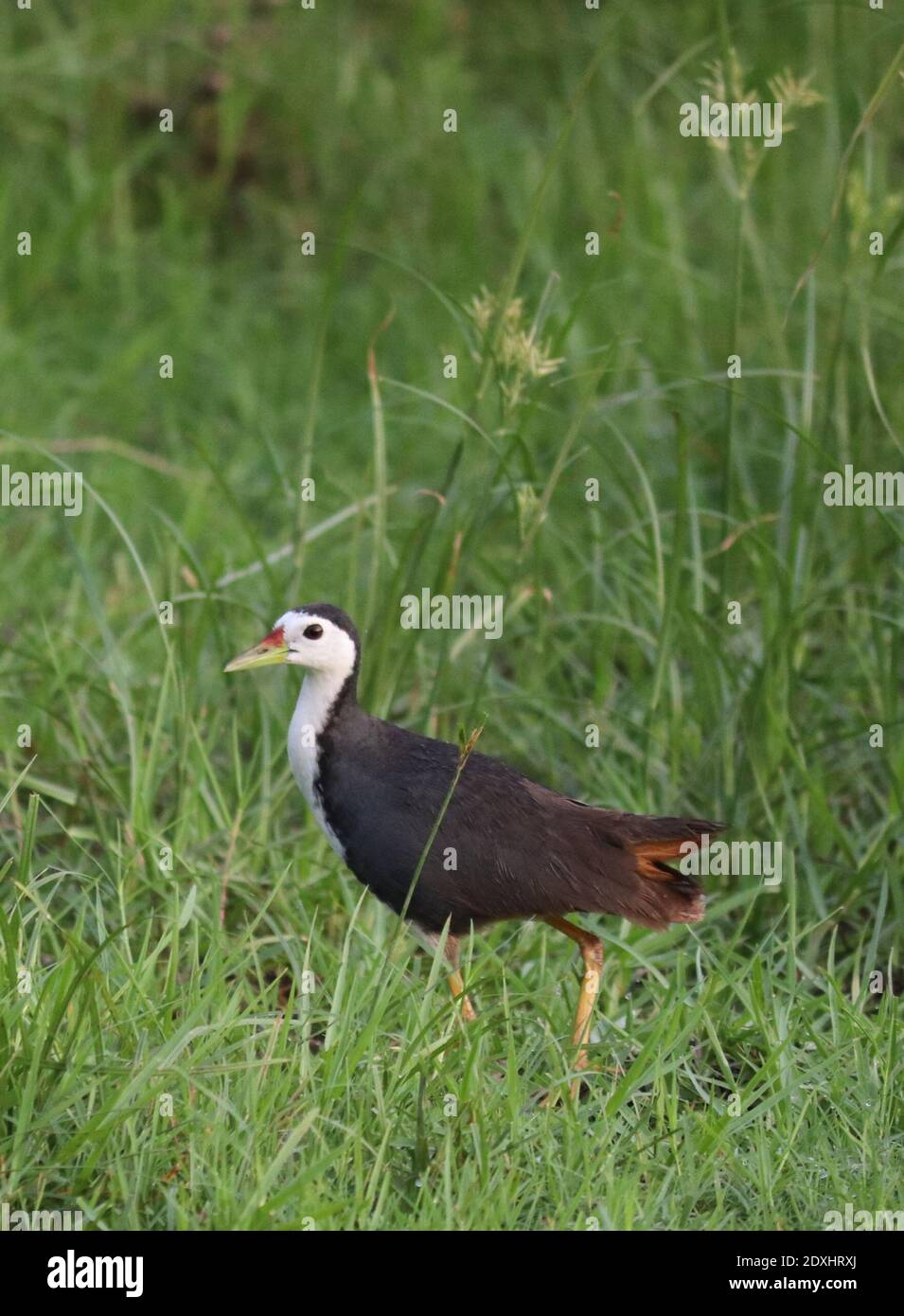 To catch insects hi-res stock photography and images - Alamy