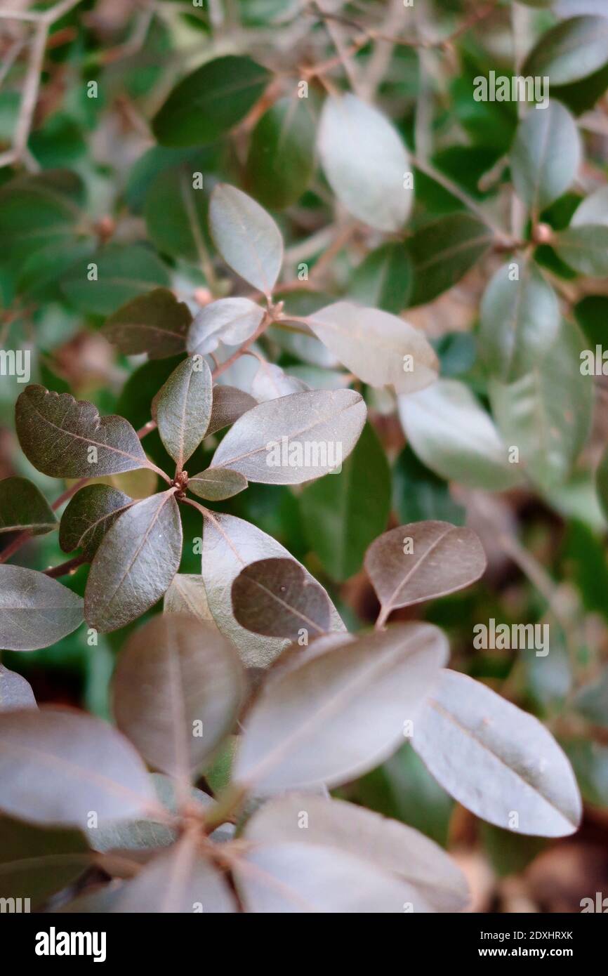 Shiny green leaves High Resolution Stock Photography and Images - Alamy