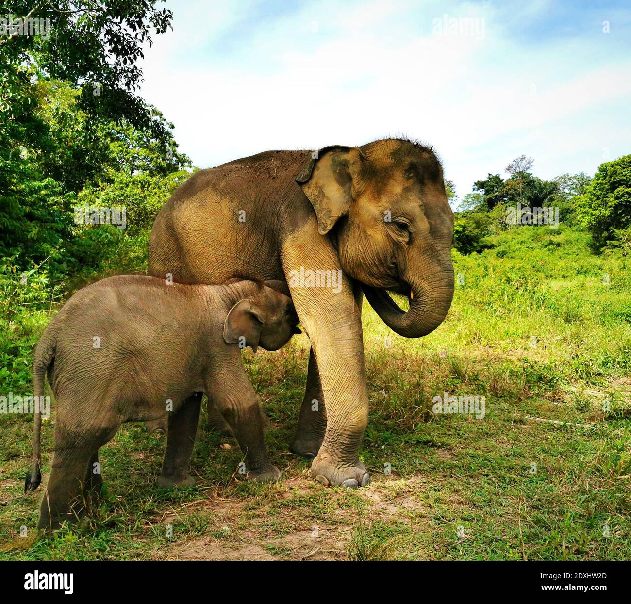 African elephant mating hi-res stock photography and images - Alamy