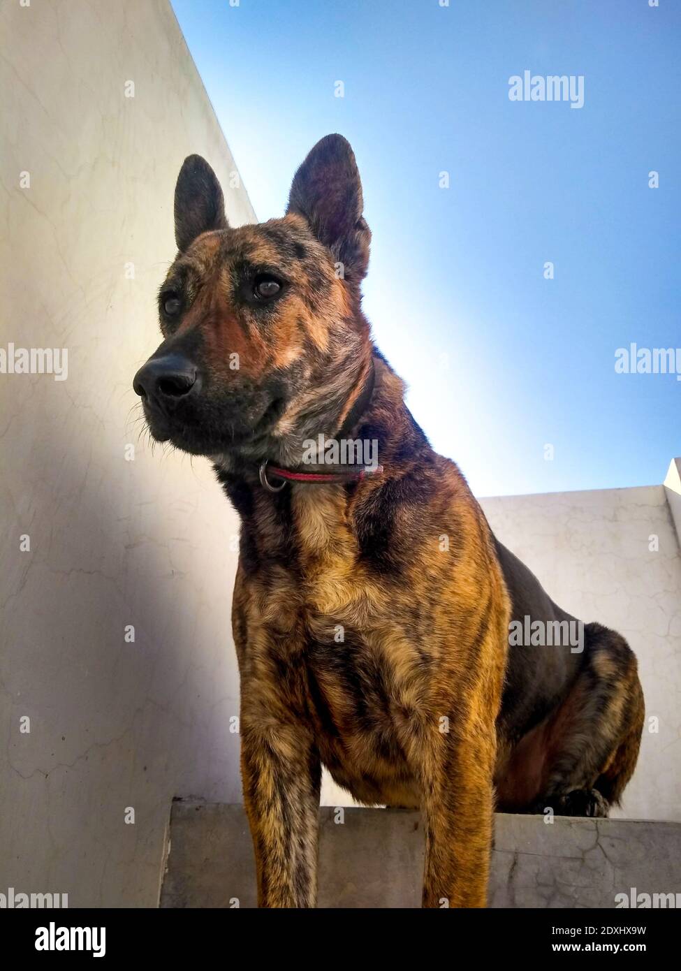 White Aura Around Dog Stock Photo - Alamy