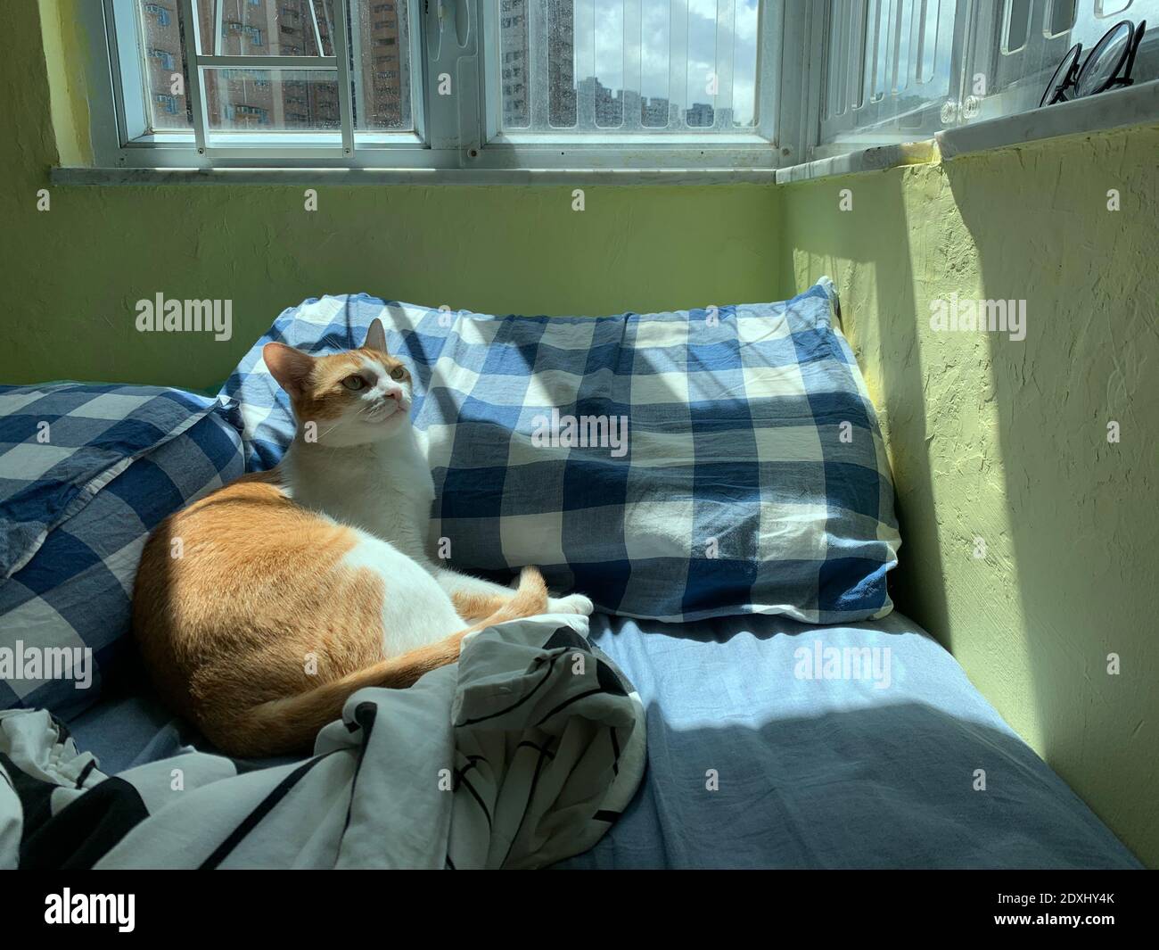 cat watcing in the window Stock Photo - Alamy