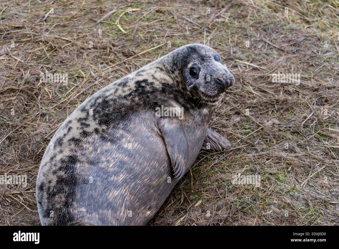 Seal looking over shoulder hi-res stock photography and images - Alamy