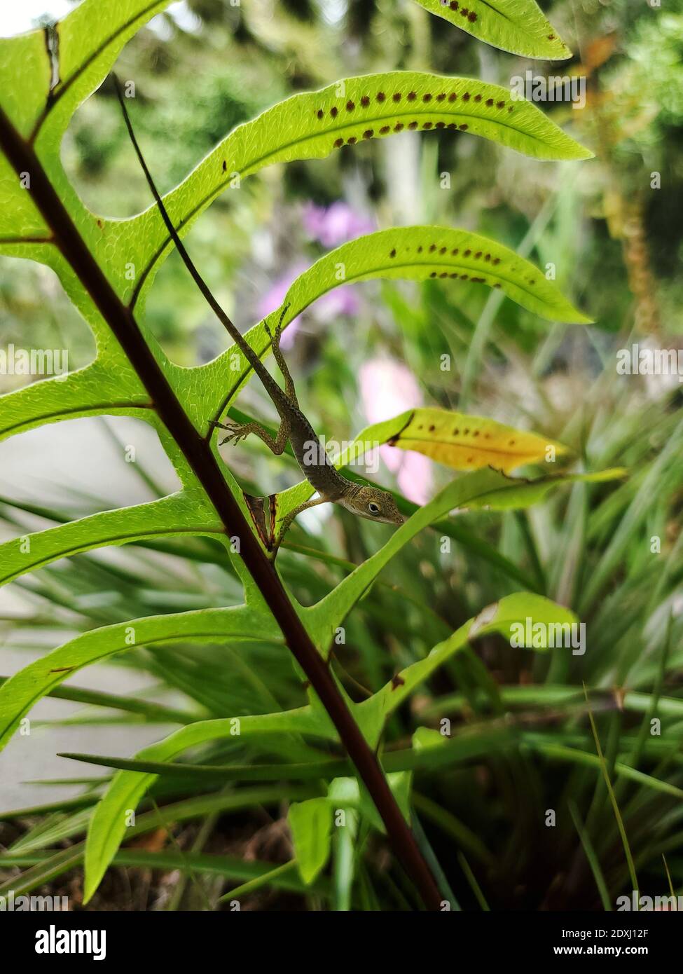 Grass anole hi-res stock photography and images - Alamy