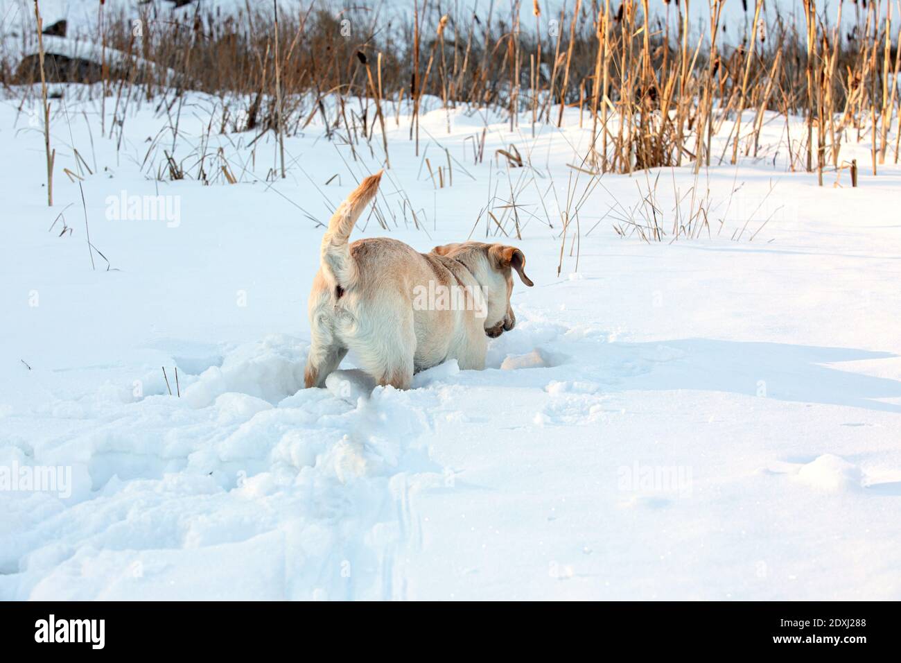 funny Labrador puppy hid its face in snow on walk in winter Stock Photo ...