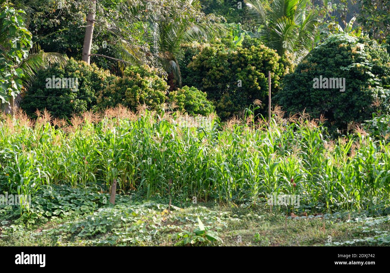Small corn farm of the local farmer near the forest edge of the ...