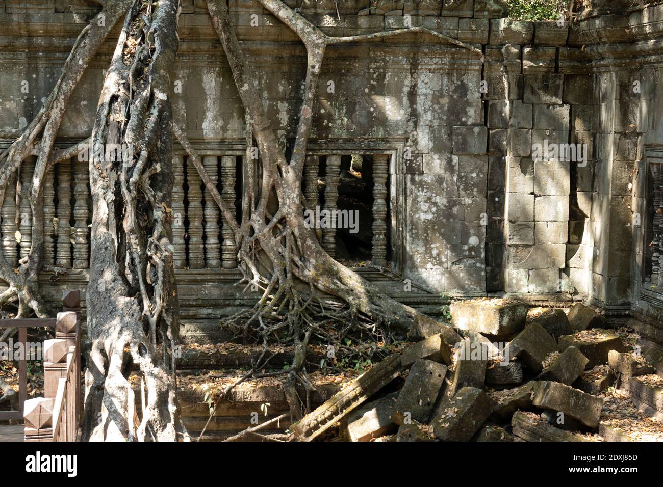 Fig tree arch hi-res stock photography and images - Alamy