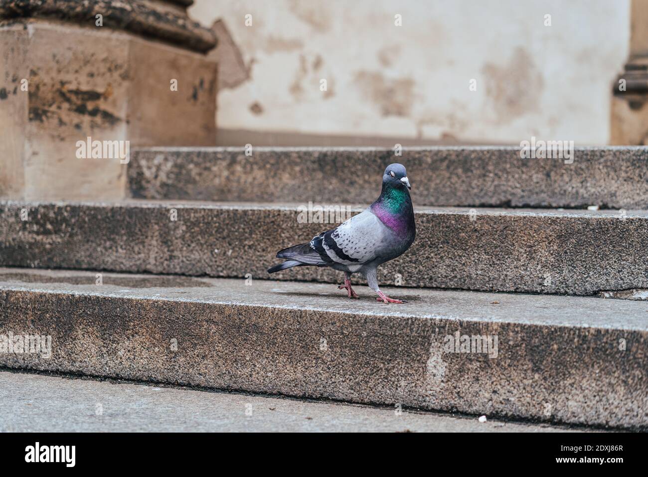 A close up photo of pigeon on stairs of a church. Close up photo of a ...