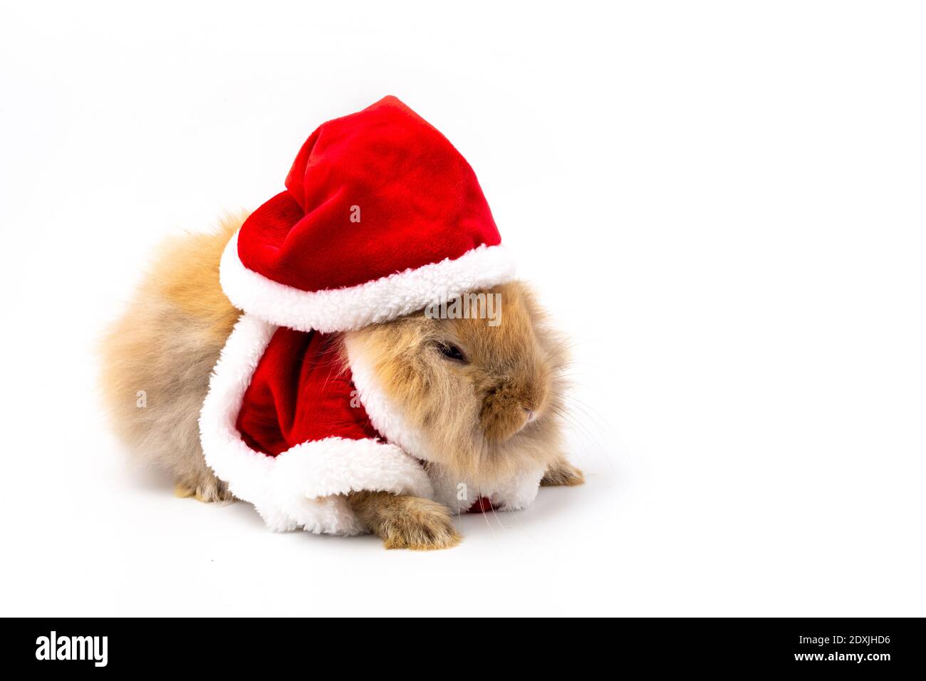 Cute pets baby animals christmas santa hi-res stock photography and ...