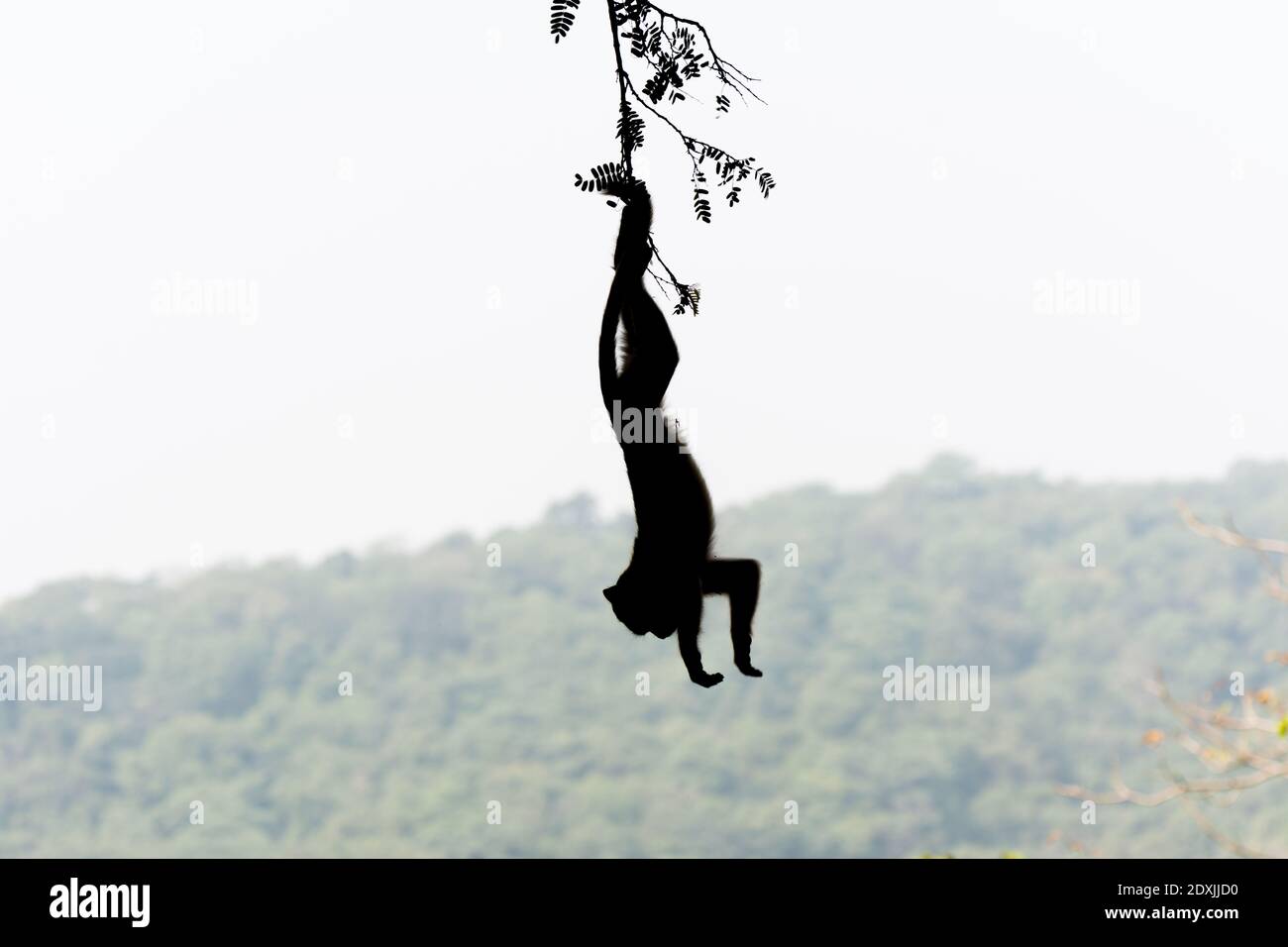 An Indian monkey (Indian macaques, bonnet macaques) hanging at trees ...