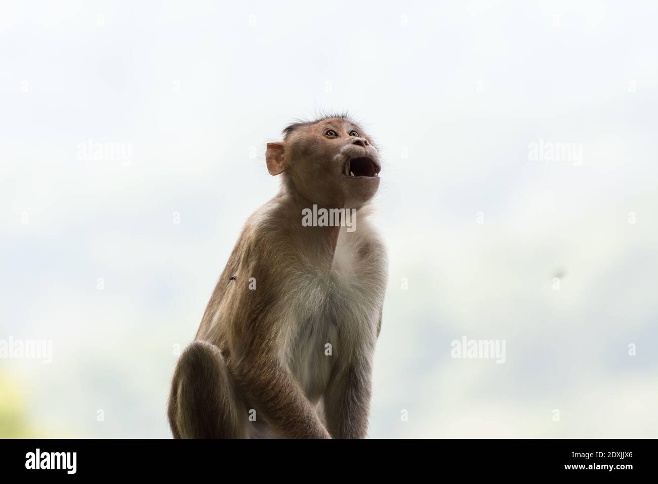 Monkey crying hi-res stock photography and images - Alamy