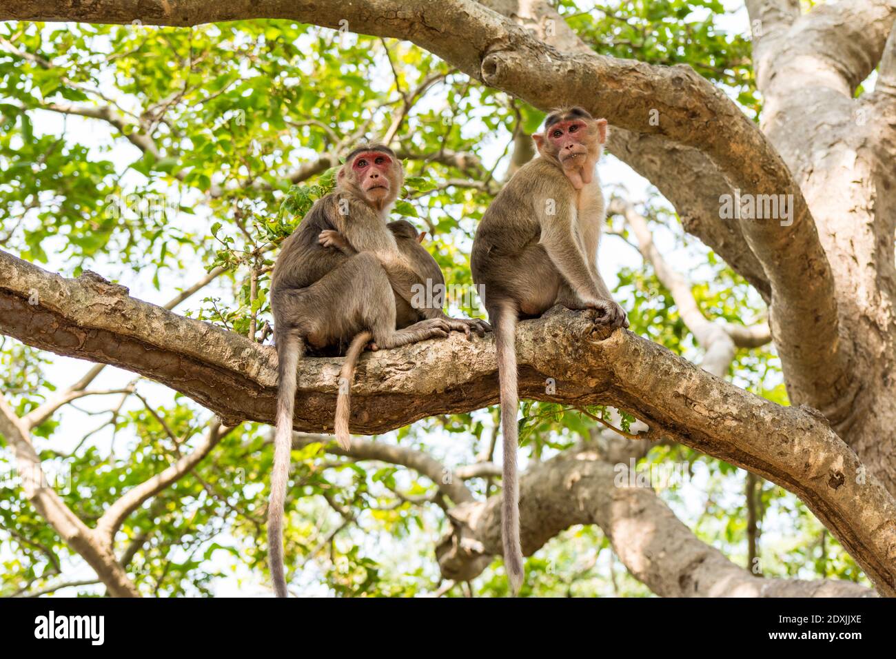 A pair of Indian monkey (Indian macaques, bonnet macaques) and their ...