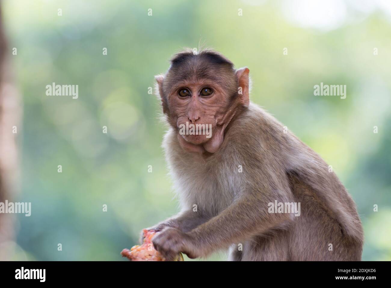 An Indian monkey (Indian macaques, bonnet macaques) eating food with ...