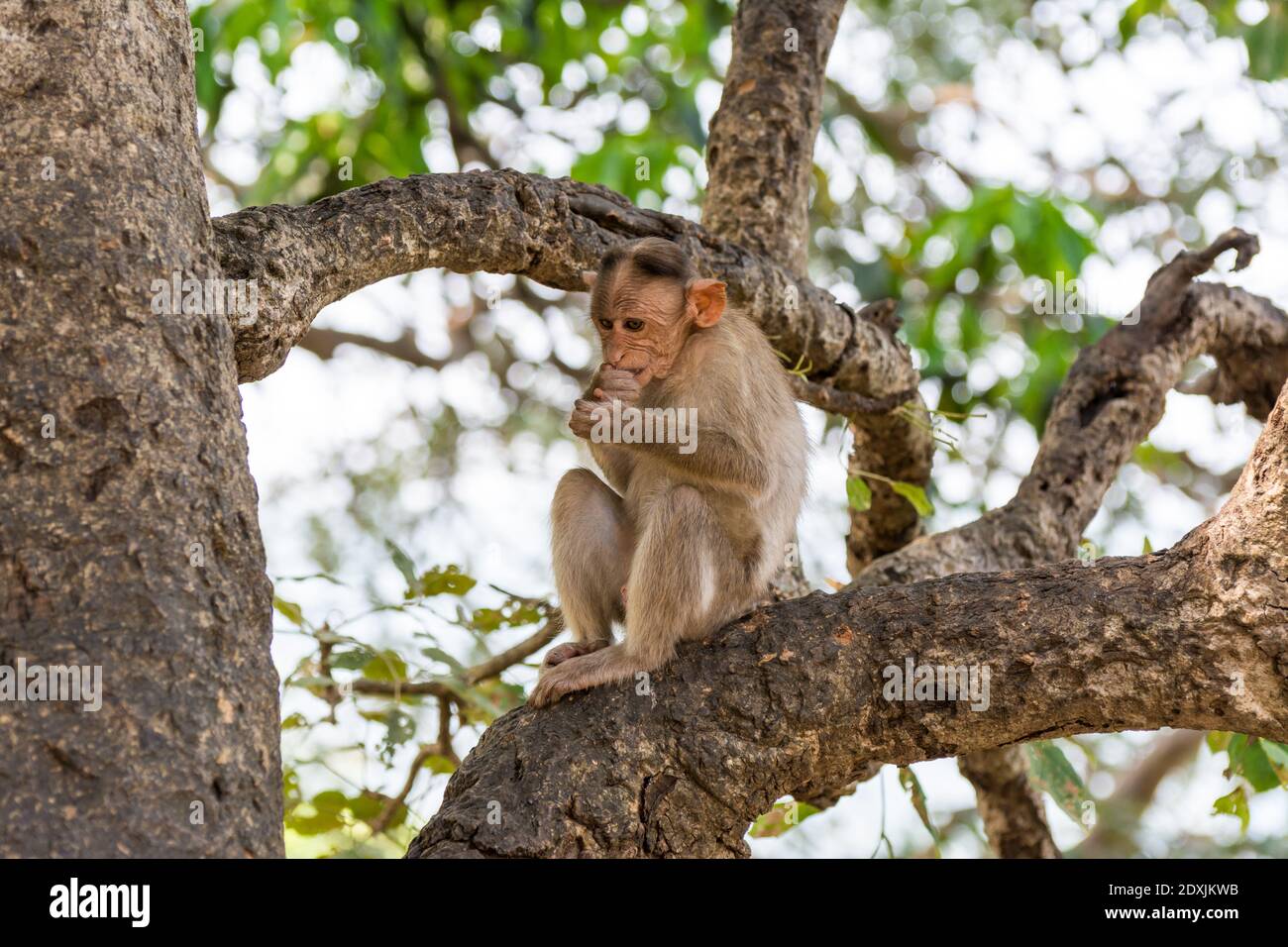 An Indian monkey (Indian macaques, bonnet macaques) eating food with ...