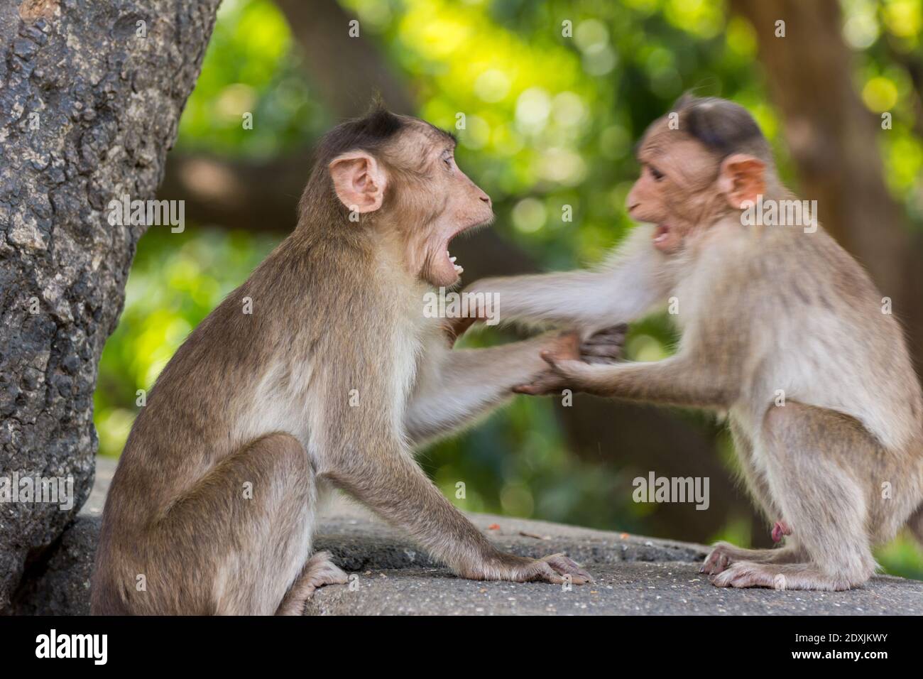 Two rhesus macaque monkeys hi-res stock photography and images - Alamy