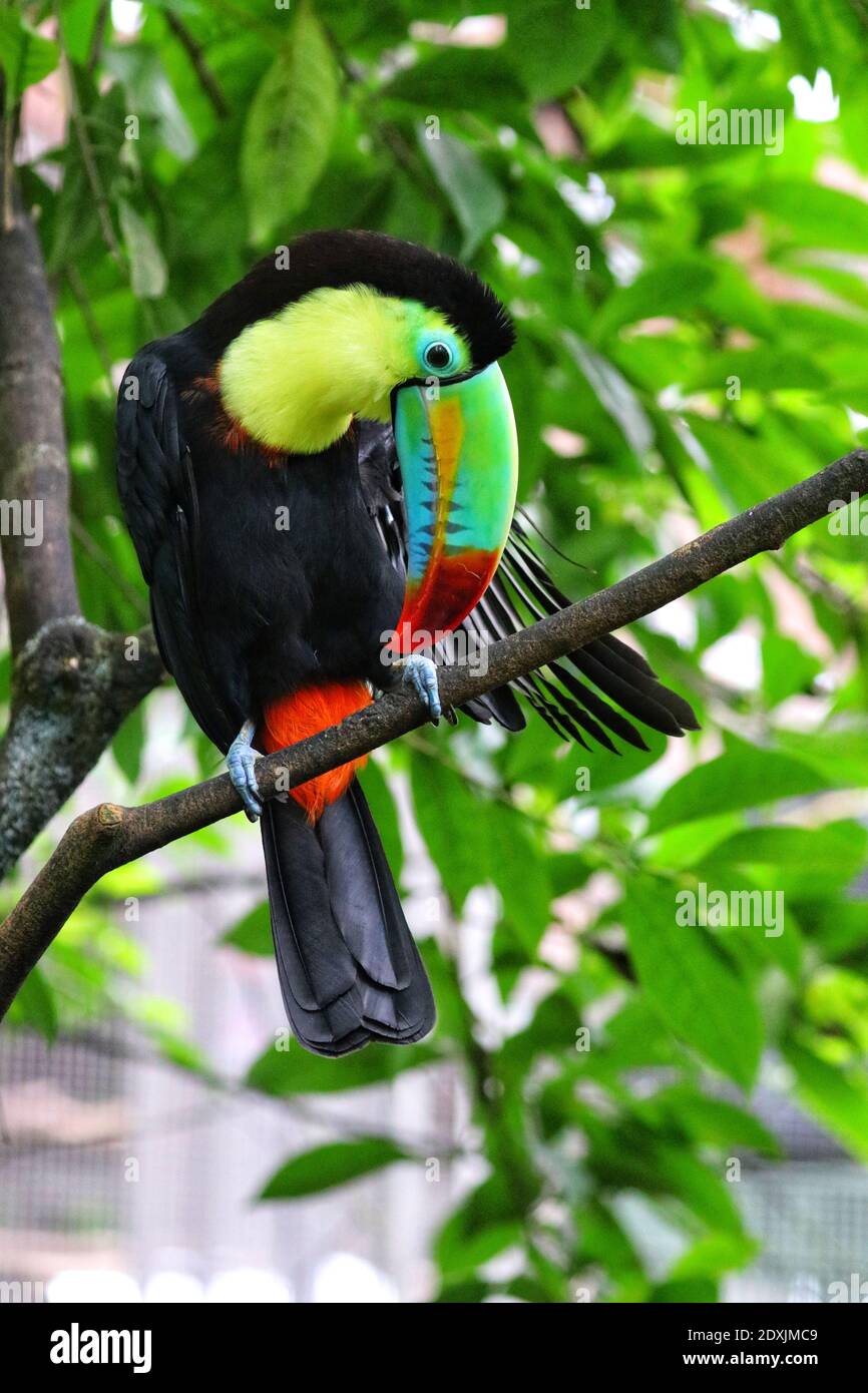 Tucano people hi-res stock photography and images - Alamy