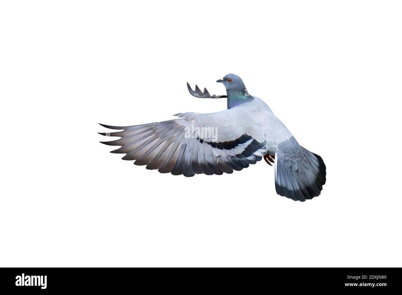 Movement Scene of Rock Pigeon Flying in The Air Isolated on White ...