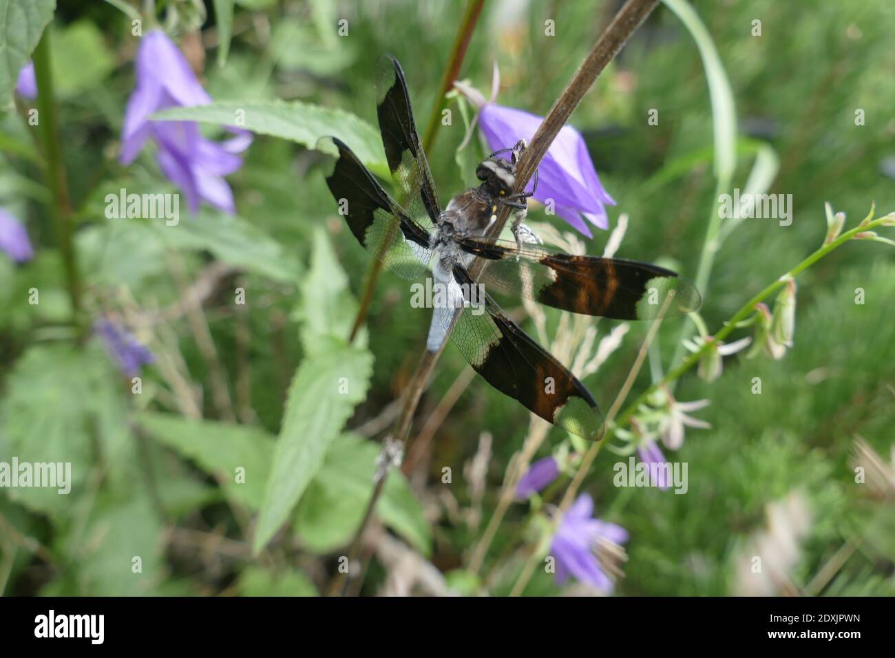 Hymenopterans hi-res stock photography and images - Alamy