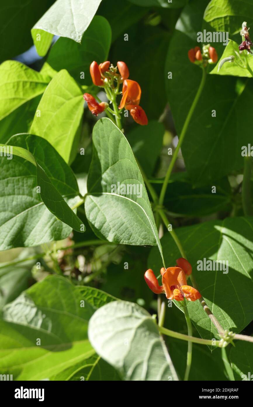 Cars beans hi-res stock photography and images - Alamy