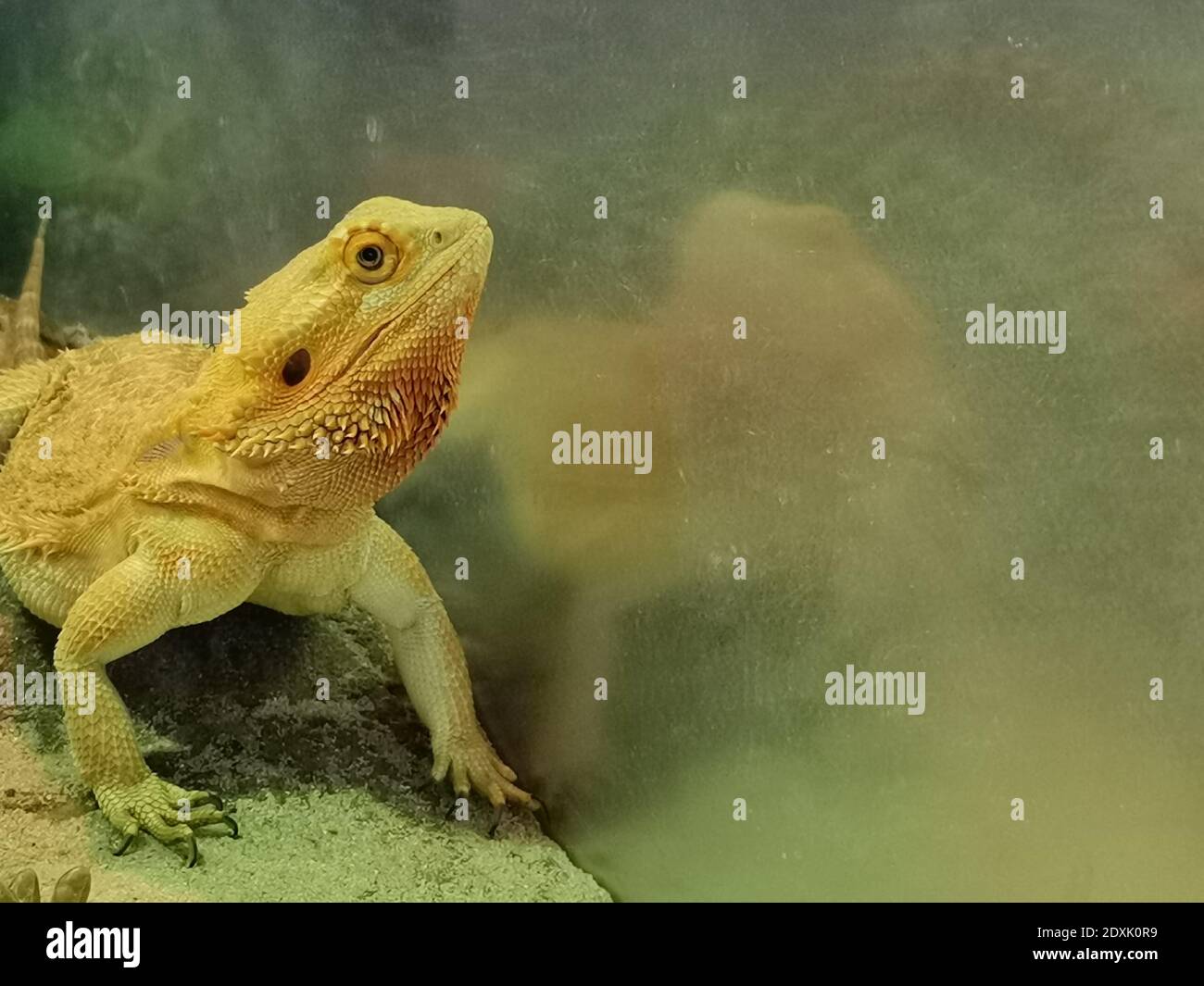 Bearded water dragon hi-res stock photography and images - Alamy