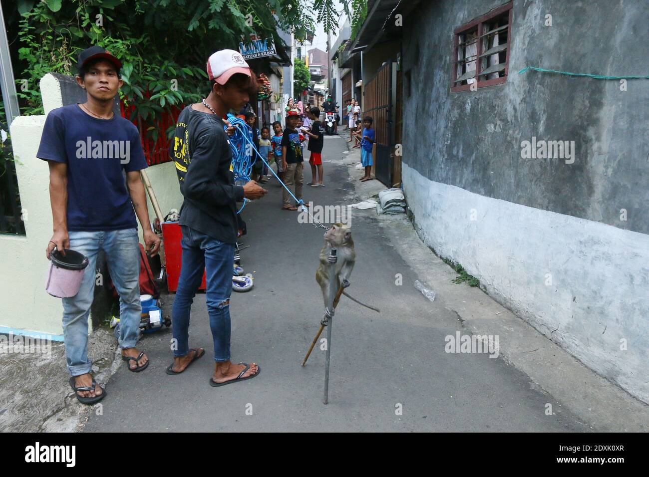 Monkey exploitation hi-res stock photography and images - Alamy