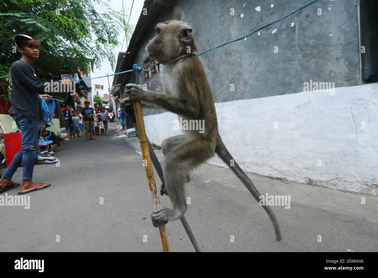 Exploitation of Animals Wrapped in Entertainment Stock Photo - Alamy