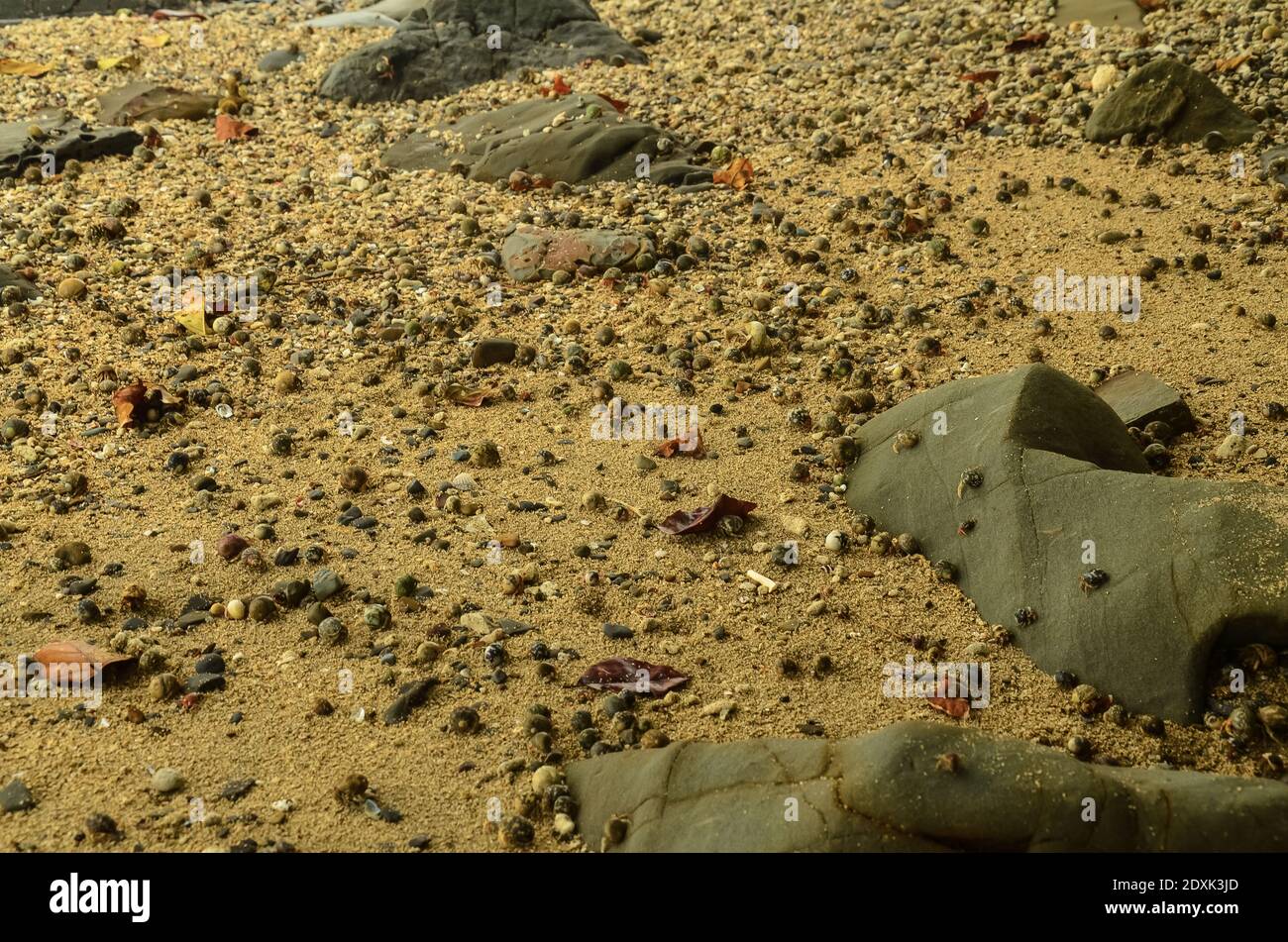 Crabs in their shells at the beach of Gwa island myanmar Stock Photo ...