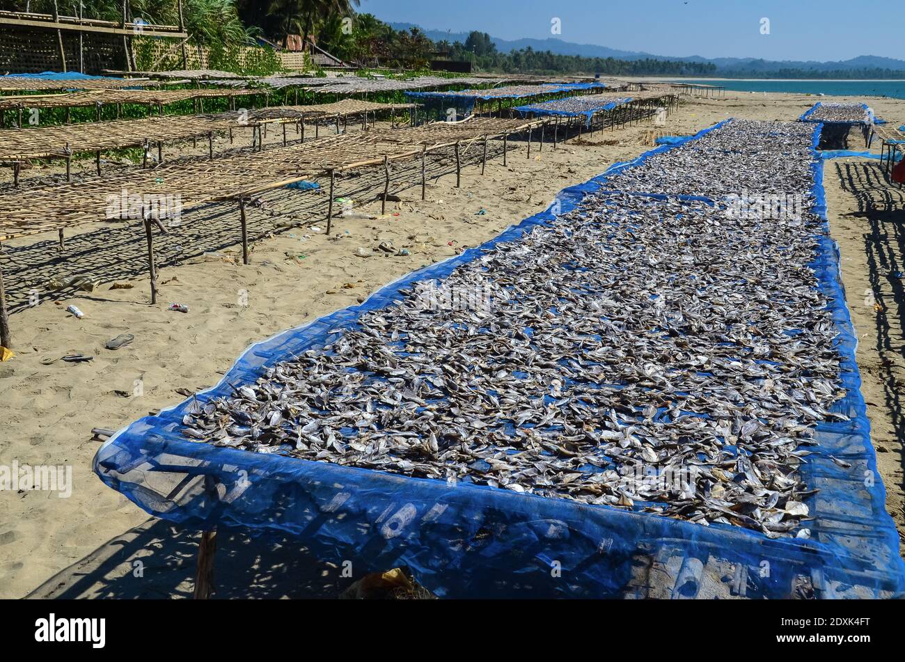 Blue net at the beach with fish in Gwa Myanmar Stock Photo - Alamy